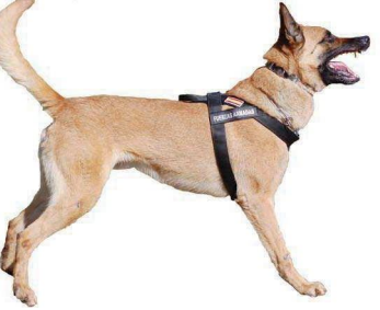 1. Procedimientos de seguridad en el manejo de perros ...